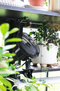 How To Start Seeds Indoors: The Ultimate Setup